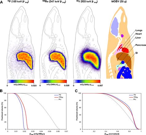 Paradim A Phits Based Monte Carlo Tool For Internal Dosimetry With