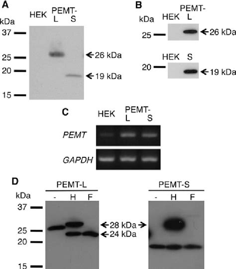 Figure 3 From Functional Analysis Of Two Isoforms Of