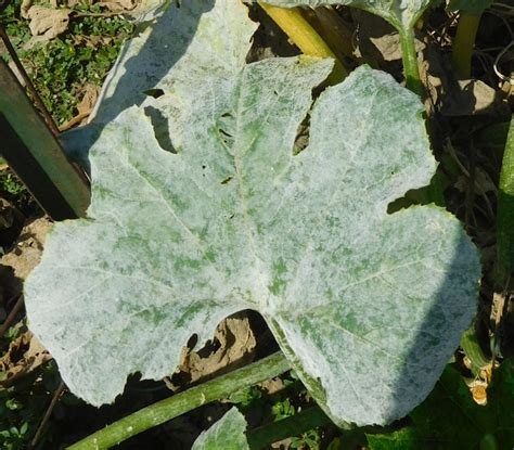 Powdery Mildew Many Varieties
