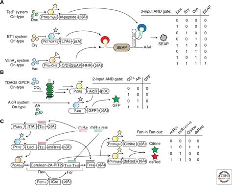 Engineering Gene Circuits For Mammalian Cell Based Applications