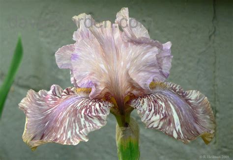 plantfiles pictures tall bearded iris python z parasol iris by