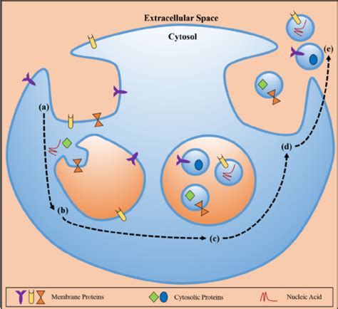 Schematic Representation Of Exosome Biogenesis And Release With
