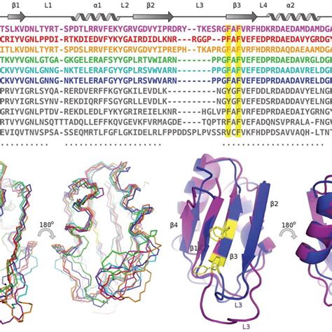 a srsf2 rrm sequence and secondary structure b e structure of