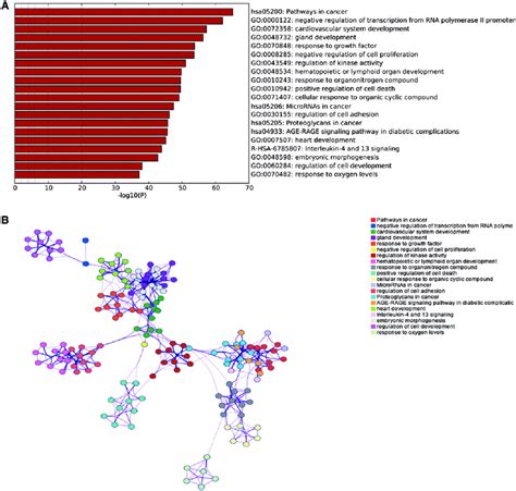 Functional Enrichment Analysis Of Mirna Target Genes A Top 20