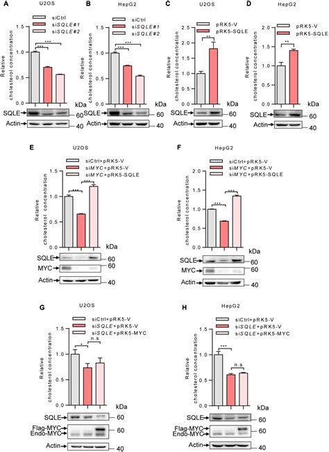 Frontiers Myc Enhances Cholesterol Biosynthesis And Supports Cell