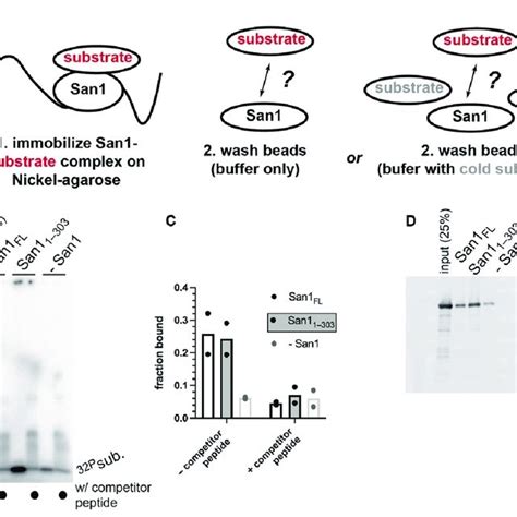 Peptide Substrate Is Bound To San1 With High Affinity A Schematic