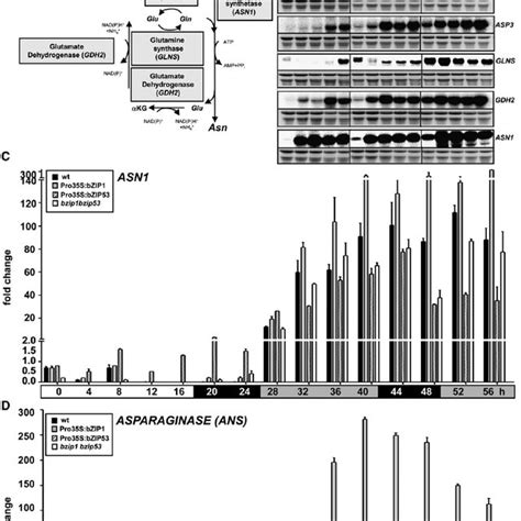 bzip1 binds directly to the asn1 and prodh promoters and mediates