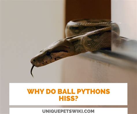 why do ball pythons hiss handling a defensive ball pythons