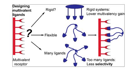 Multivalency In Drug Delivery When Is It Too Much Of A Good Thing