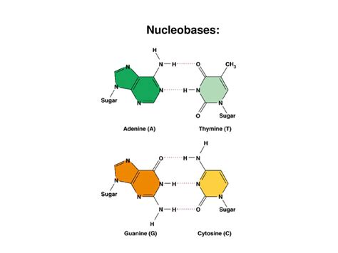 A Zero Knowledge Based Introduction To Biology Ppt Download