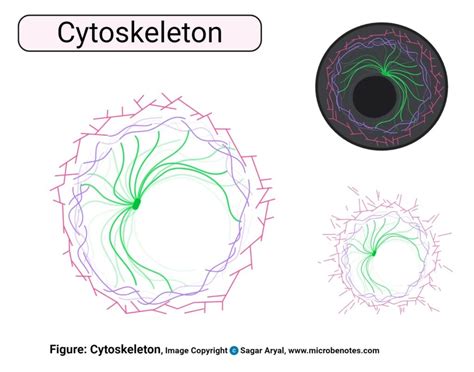 Cytoskeleton Structure Diagram