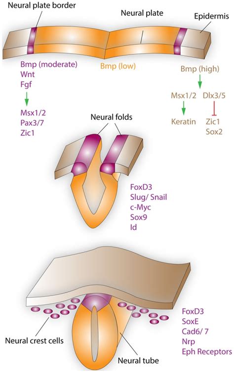 Neural Crest Formation And Migration During Development Neural Crest