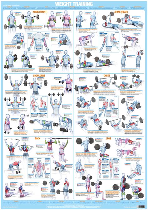 All Dumbbell Exercises With Pictures Pdf Weekenddad