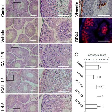Light Microscopy Of Testicular Histopathology In Different Groups A