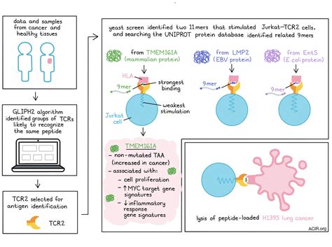 Til Going Viral Detection Of Tcr Cross Specificity For Viral And Tumor