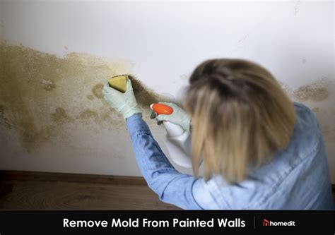 How To Remove Mold And Mildew From Walls Ceilings Shelly Lighting