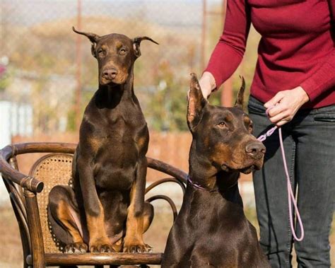 45 Doberman Temperament Test L2sanpiero