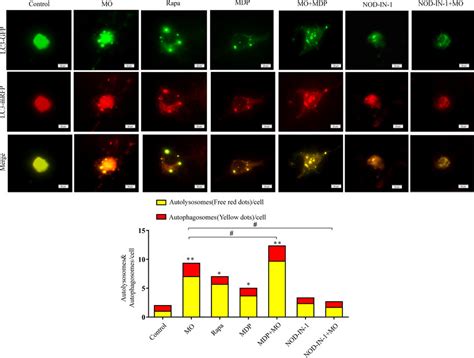 Nod2 Activation Enhanced M Ovipneumoniae Induced Autophagic Flux Raw