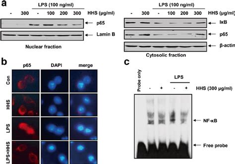 Attenuation Of Lps Induced Nf κ B Activation By Hhs In Raw 264 7