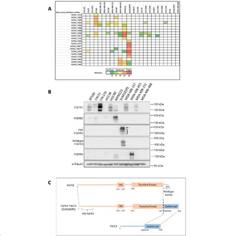 Fgfr Expression And Phosphorylation Signature In Tnbc Cell Lines As