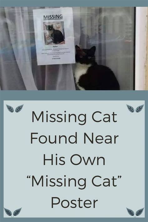 Missing Cat Found Near His Own “missing Cat” Poster Missing Cat