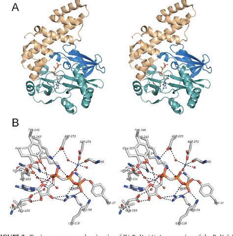 Figure 2 From Structure Guided Mutational Analysis Of T4 Rna Ligase 1