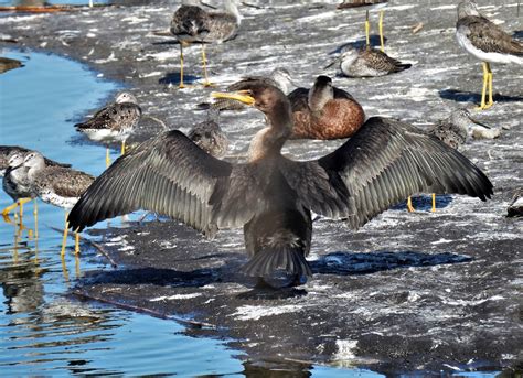 Ml476624001 Double Crested Cormorant Macaulay Library
