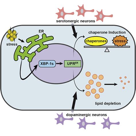 Divergent Nodes Of Non Autonomous Uprer Signaling Through Serotonergic