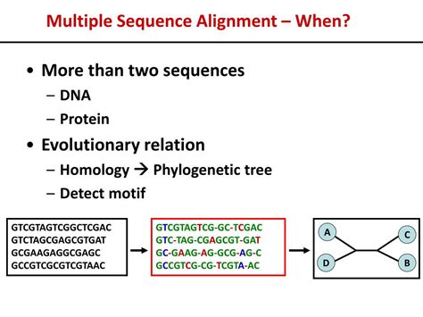ppt multiple sequence alignment powerpoint presentation free