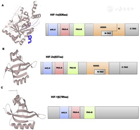 Hif 1 Signaling A Key Orchestrator Of Cancer Radioresistance