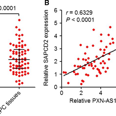 The Expression Correlation Between Pxn‐as1‐l And Sapcd2 In