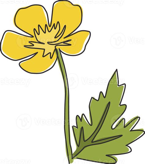 Single One Line Drawing Beauty Fresh Buttercup For Wall Decor Home