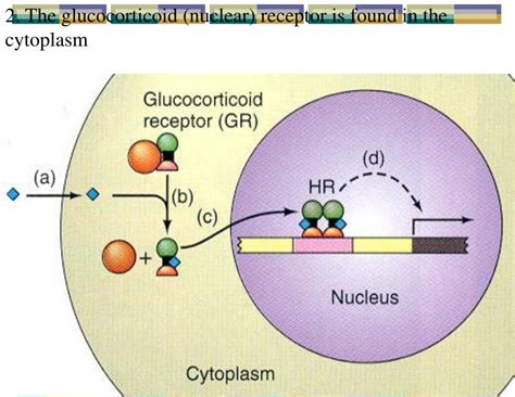 Ppt Intracellular Hormone Receptors Powerpoint Presentation Free
