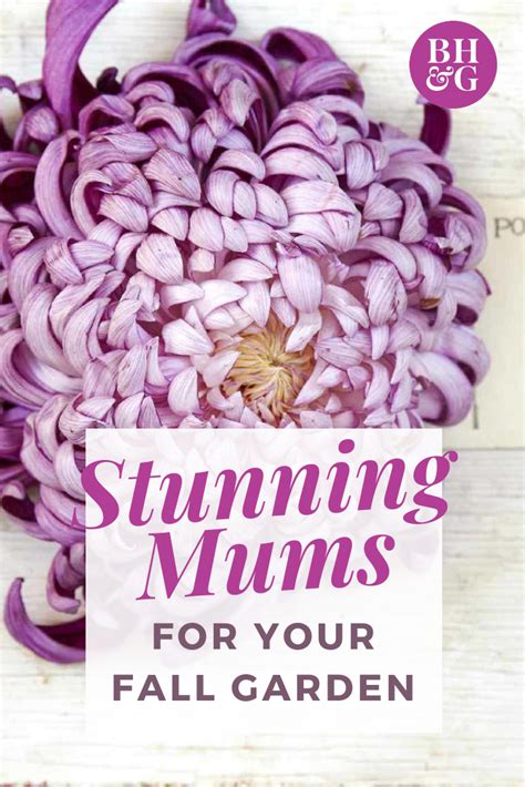 Chrysanthemum Plants Require Minimal Upkeep Last For A Long Time And