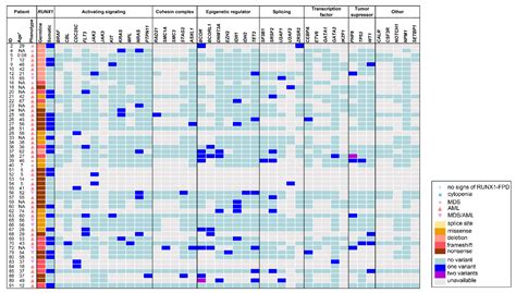 Cancers Free Full Text Beyond Pathogenic Runx1 Germline Variants