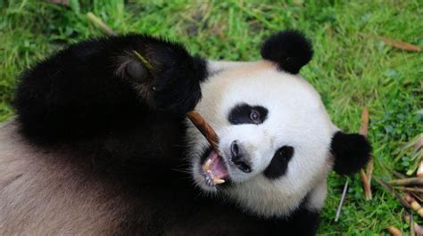 randy panda female panda s bad walking habit to be cured by sex