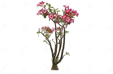 Pink Flower Adenium Obesum Plant With Green Leaves In Pot Isolated On