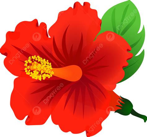 Malaysia Hibiscus Flower Flower Hibiscus Red Png And Vector With