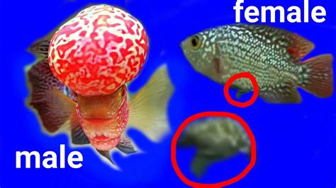 Cara Akurat Membedakan Ikan Louhan Jantan Dan Betina Youtube