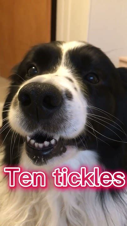 How Many Tickles Does It Take To Make An Octopus Laugh Youtube