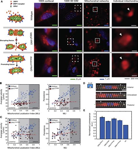 Mitochondrial Localization And The Persistent Migration Of Epithelial