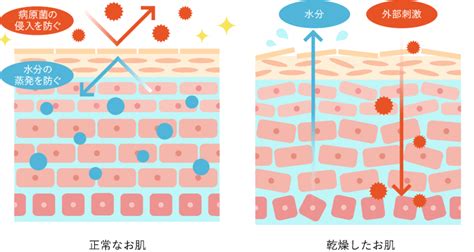 【肌が乾燥する原因と対策】正しいスキンケア手順で肌の乾燥を防ごう Taisho Beauty Online