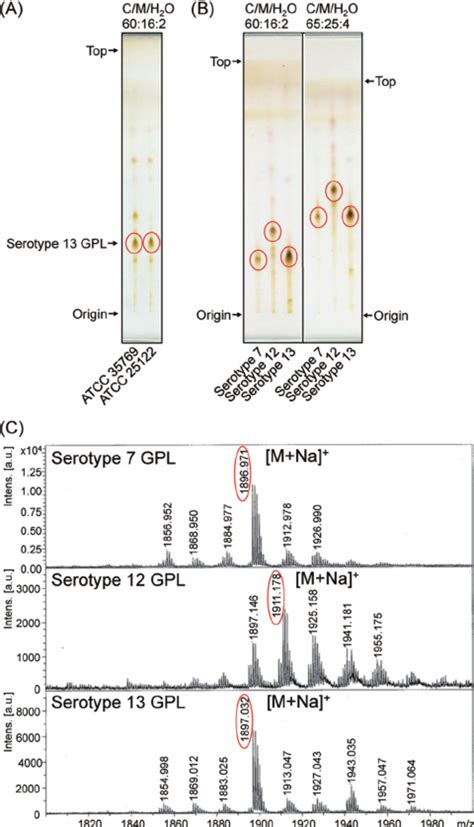 Tlc Patterns And Maldi Tof Ms Spectra Of Serotype 7 Download
