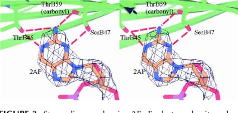 Figure 3 From The Crystal Structure Of A High Affinity Rna Stem Loop