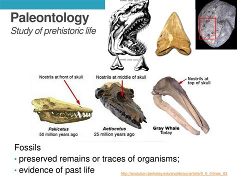 Fossil Record Definition And Examples Biology Dictionary