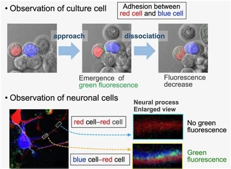 新しい蛍光センサーが細胞間の相互作用に関与する重要なタンパク質を明らかに