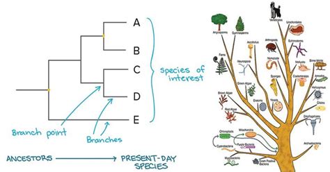 How To Construct A Phylogenetic Tree Computational Biology