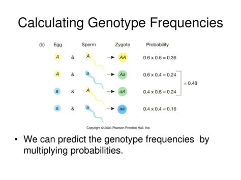 How To Calculate Genotype Frequency