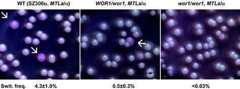White Opaque Switching In Natural Mtla α Isolates Of Candida Albicans