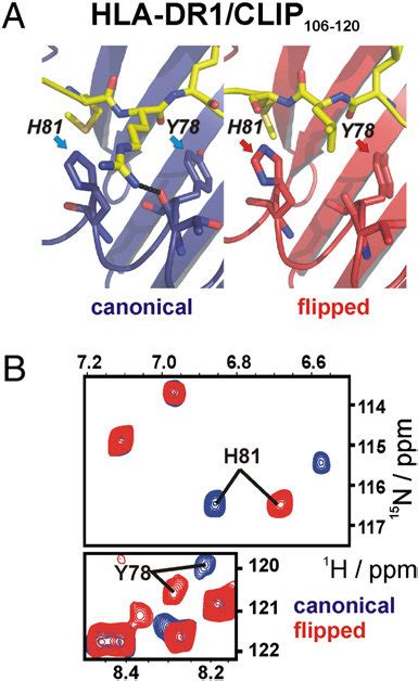 Dynamic Behavior Of The Hla Dr1 Clip 106 120 Complex A Close Up View